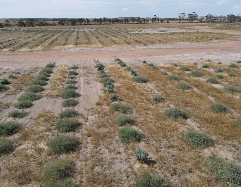 Salinity Fodder - Plantation and Landcare Services (PALS)