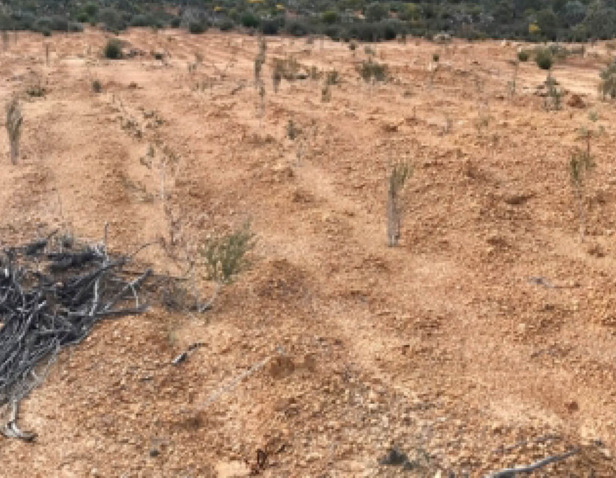 Quarry Revegetation - Plantation and Landcare Services (PALS)